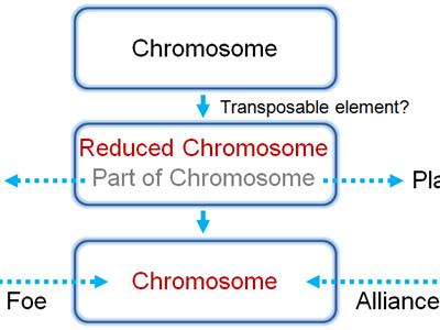 Frontiers | Evolution and function of bacterial and archaeal genome sequences