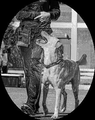 Working Dogs: Form and Function, Volume II | Frontiers Research Topic