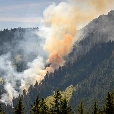 Frontiers in Forests and Global Change | Fire and Forests