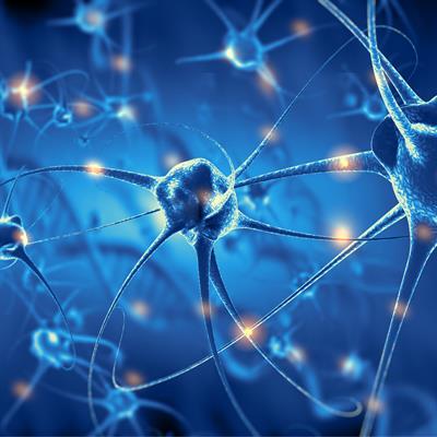 Frontiers in Network Physiology | Networks in the Brain System