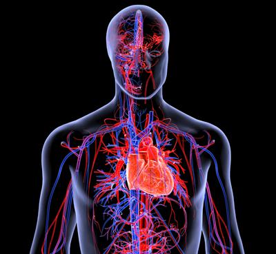 Frontiers in Network Physiology | Networks in the Cardiovascular System