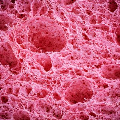 Frontiers in Soft Matter | Biological Soft Matter