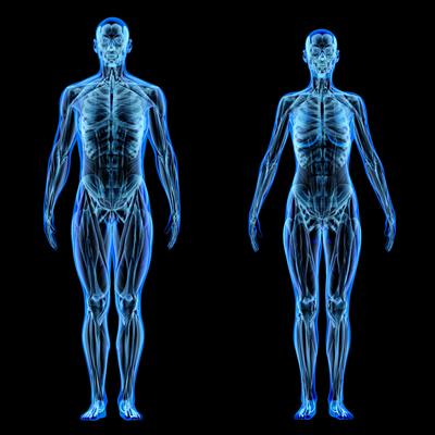 Frontiers in Network Physiology | Research Topics