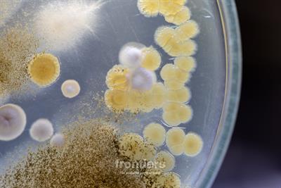 Frontiers in Fungal Biology | Fungal Biotechnology