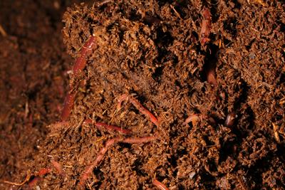 Frontiers in Soil Science | Research Topics