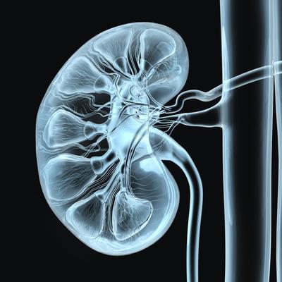 Frontiers in Nephrology | Research Topics