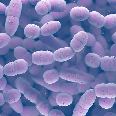 Frontiers in Cellular and Infection Microbiology | Bacteria and Host