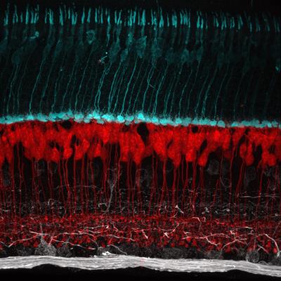Frontiers in Cellular Neuroscience | Cellular Neurophysiology