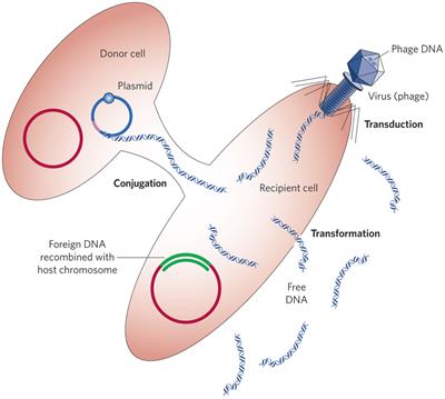 Horizontal Gene Transfer and Genetic Diversity in Bacteria | Frontiers ...