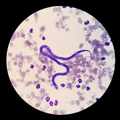 Frontiers in Parasitology | Research Topics